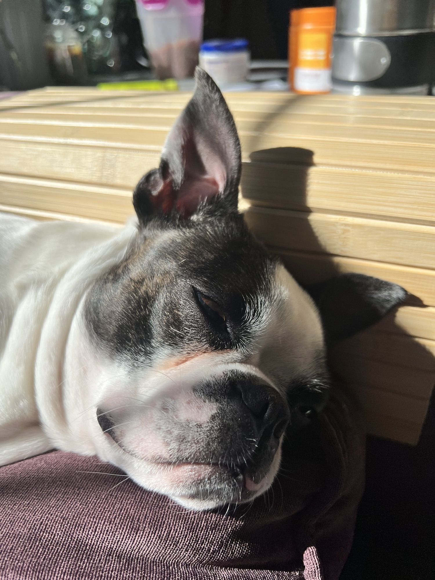 A rare pointy ear sighting – JTOK Chatter